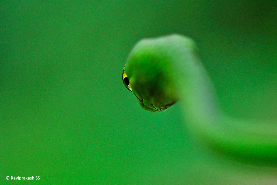 Snake Vine Eye Look Into My Eyes! | NCBS News