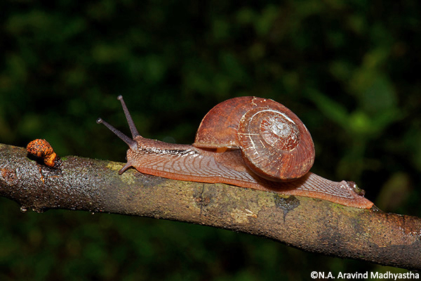Terrestrial Snails of Karnataka - JLR Explore