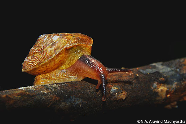 Terrestrial Snails of Karnataka - JLR Explore
