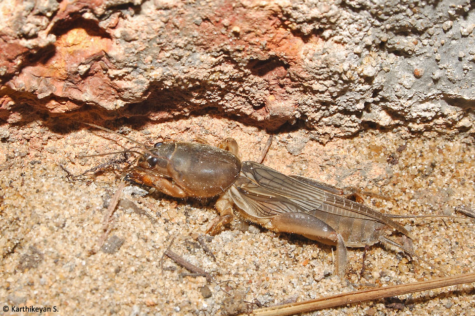 Mole Cricket - JLR Explore