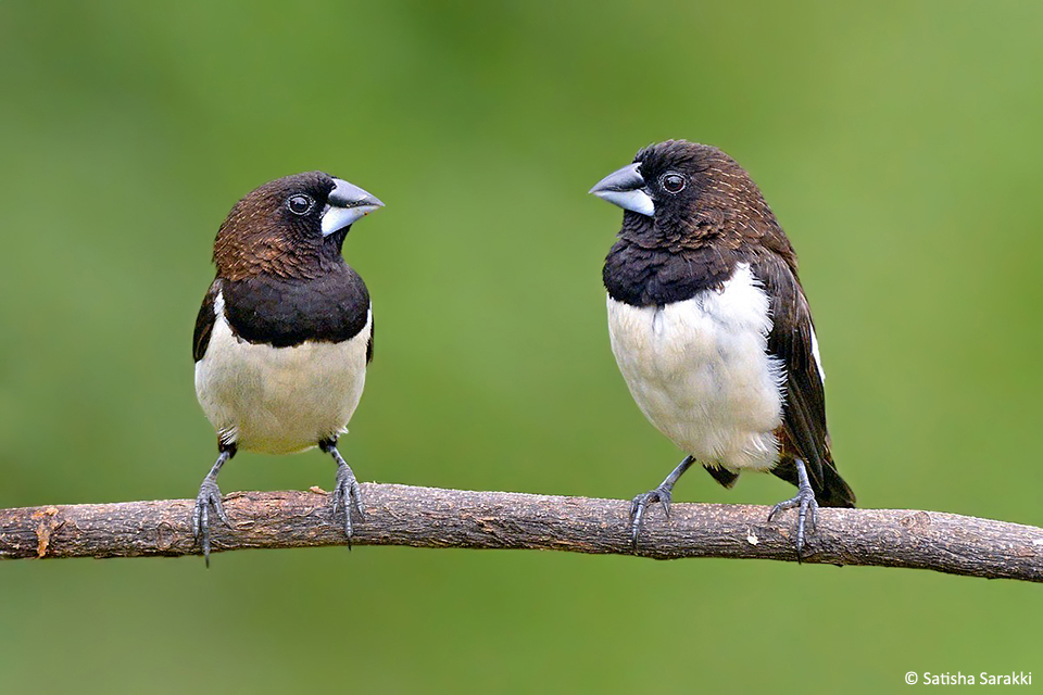 Meet the Munias | JLR Explore