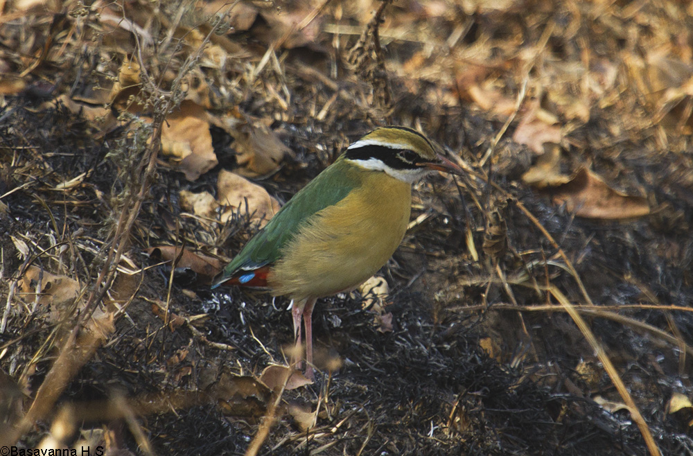 Indian pitta sitting in open area…. - JLR Explore