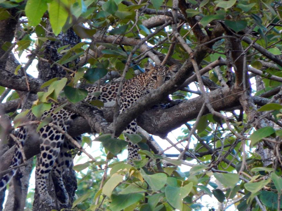 Leopard at K Gudi - JLR Explore