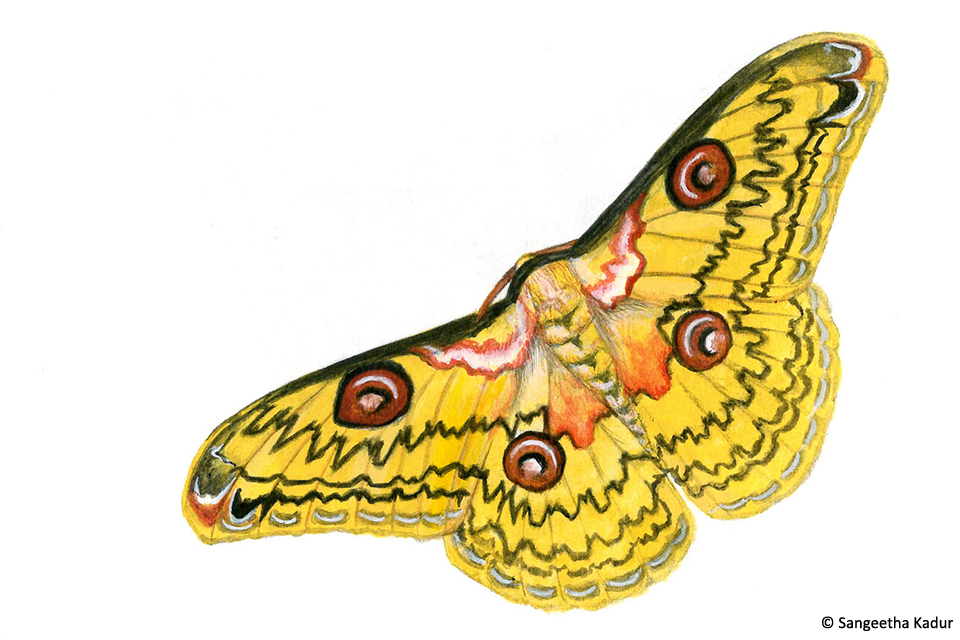 Moths.. The winged wonders of the night | JLR Explore