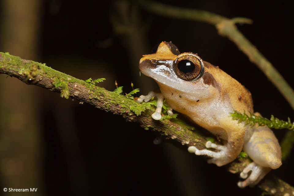 Predators in the Rainforest - JLR Explore