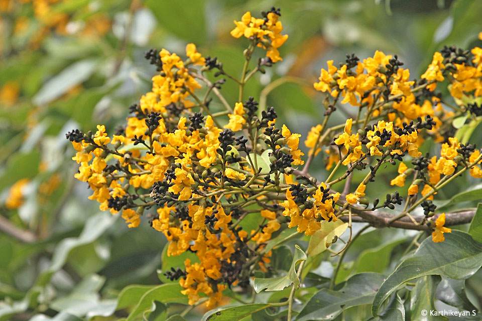 Nature in the City: Bengaluru in the past, present and future - JLR Explore