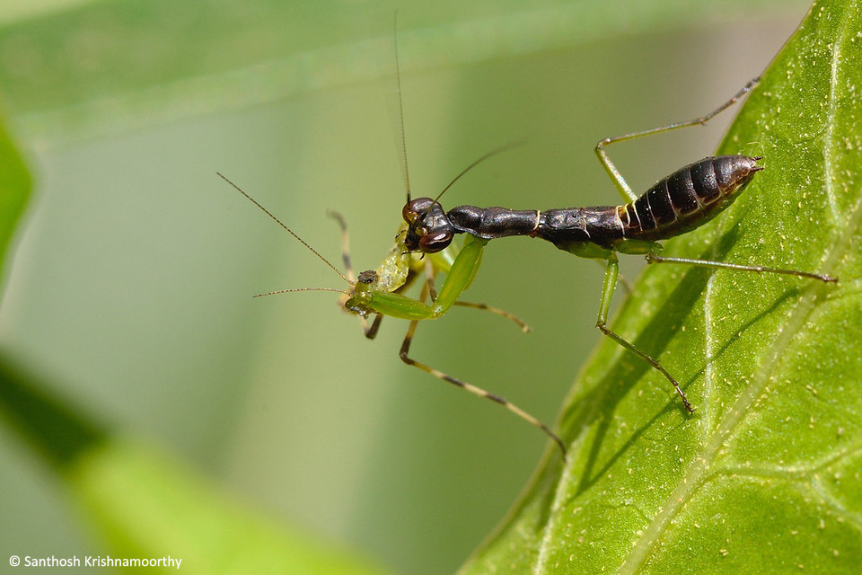 Insect Ninja: Praying Mantis | JLR Explore