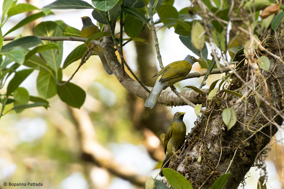Bulbuls of Karnataka | JLR Explore