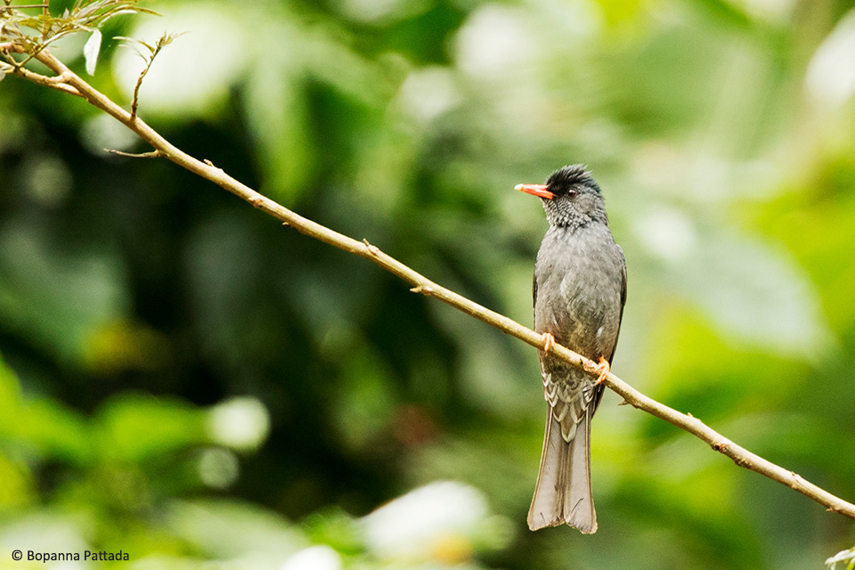 Bulbuls of Karnataka | JLR Explore
