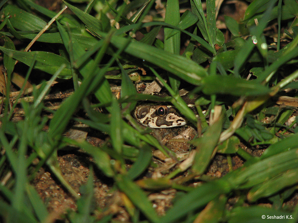 Vipers of Karnataka | JLR Explore
