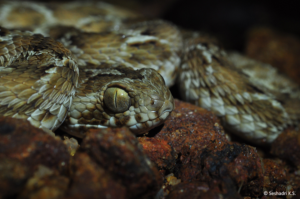 Vipers of Karnataka - JLR Explore