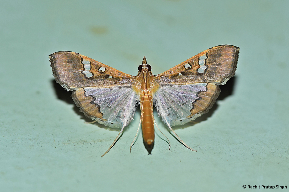 The enigmatic flying critters – Moths of Bangalore - JLR Explore