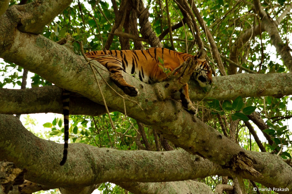 A Tiger on a Tree | JLR Explore