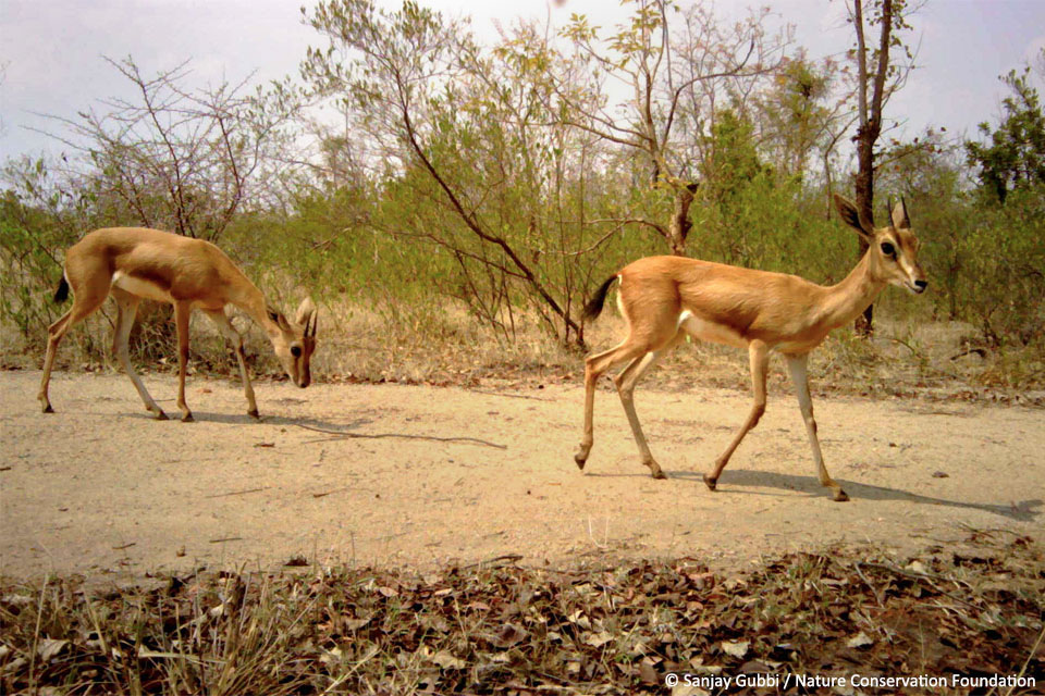 Antelopes of Karnataka - JLR Explore