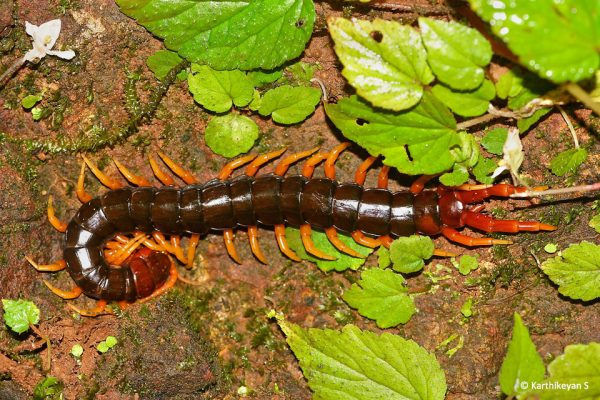 Centipedes: living fossils - JLR Explore