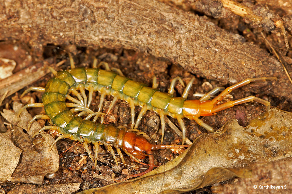Centipedes: living fossils - JLR Explore