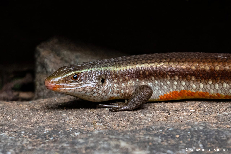 All Skinks Are Brown! | JLR Explore