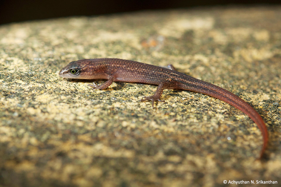 All Skinks Are Brown! | JLR Explore