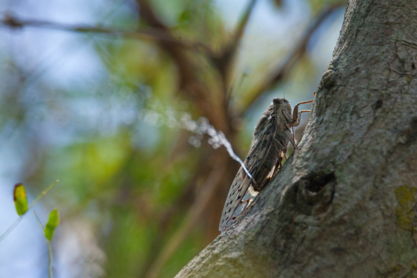 Rainmaker - JLR Explore