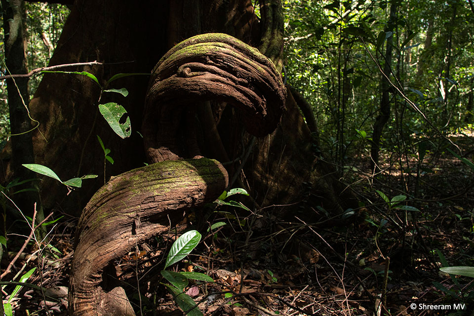 Seethanadi: lowland forests and a river - JLR Explore