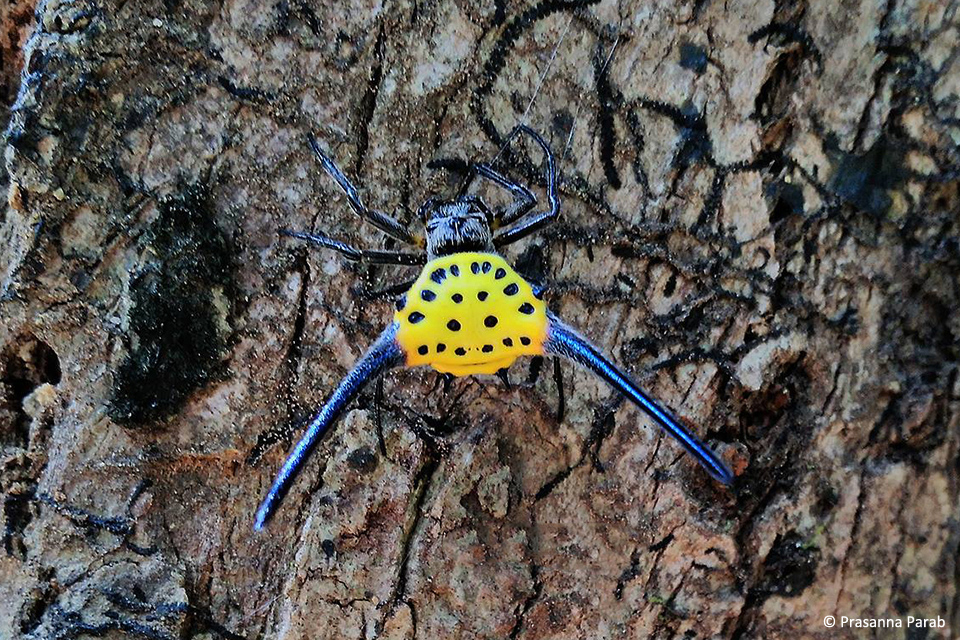 Spinning the Web with Spiders at Kali Tiger Reserve - JLR Explore
