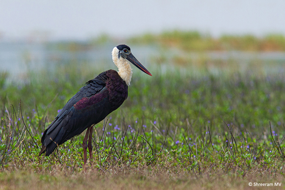 Storks of Karnataka - JLR Explore