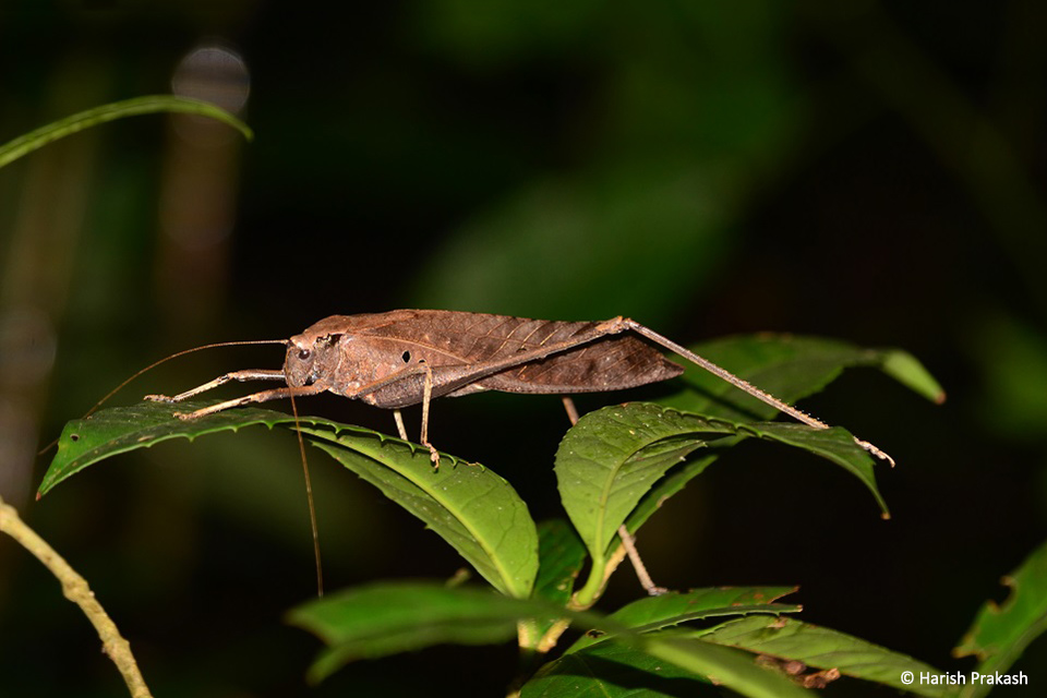 Bats in Agricultural Areas - JLR Explore