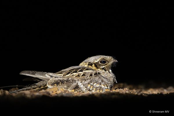 Nightjars and Frogmouths of Karnataka - JLR Explore