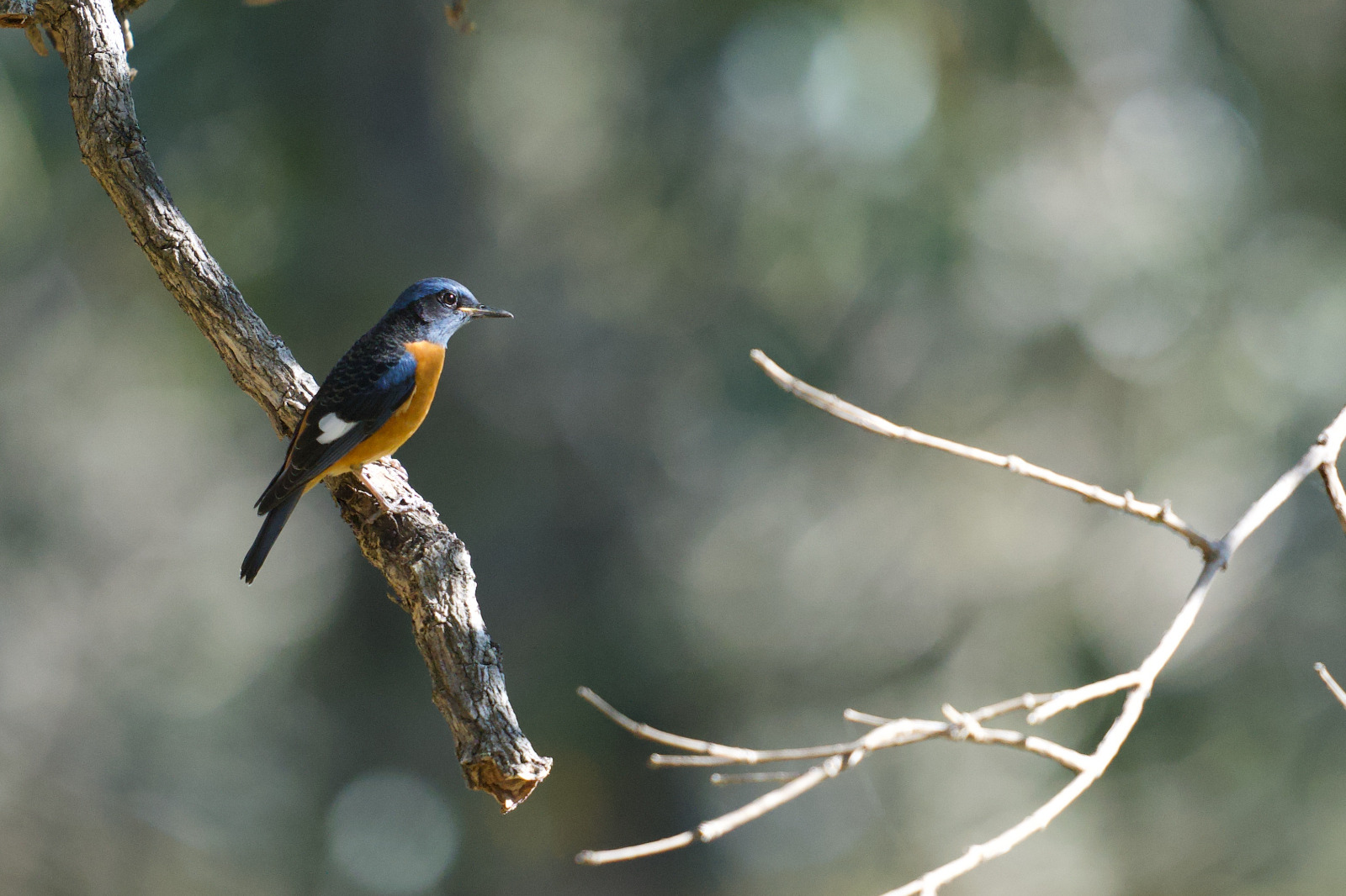 Elephants, gaur, sambar and Blue capped rock thrush… - JLR Explore