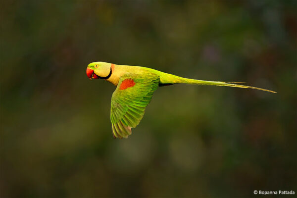 The Parrots of Karnataka - JLR Explore