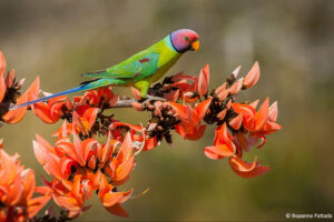 The Parrots of Karnataka - JLR Explore
