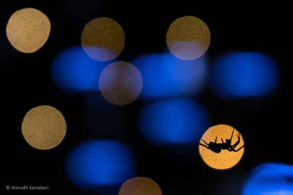 Orb in the Light Orbit - JLR Explore
