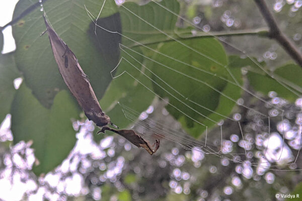 A Landscape of Spiders - JLR Explore