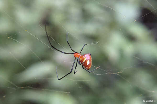 A Landscape of Spiders - JLR Explore