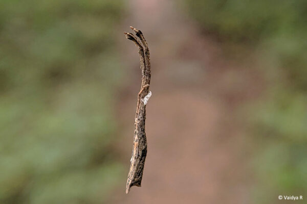 A Landscape of Spiders - JLR Explore