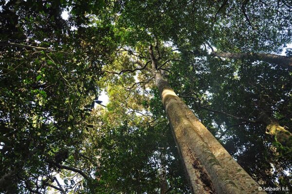 The Enchanting Forest Canopy - JLR Explore