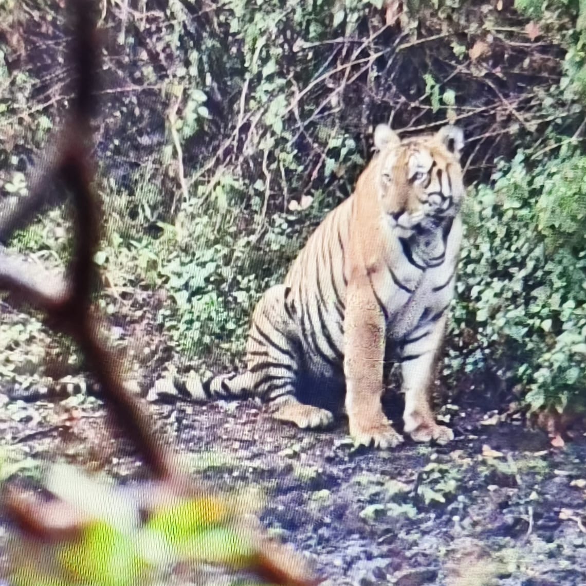 A huge male tiger was sitting near the pond… - JLR Explore